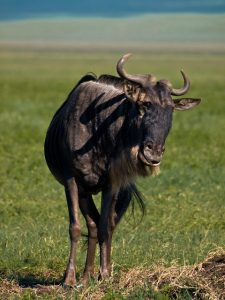 Home Page - Nyumbu Beyond Journeys